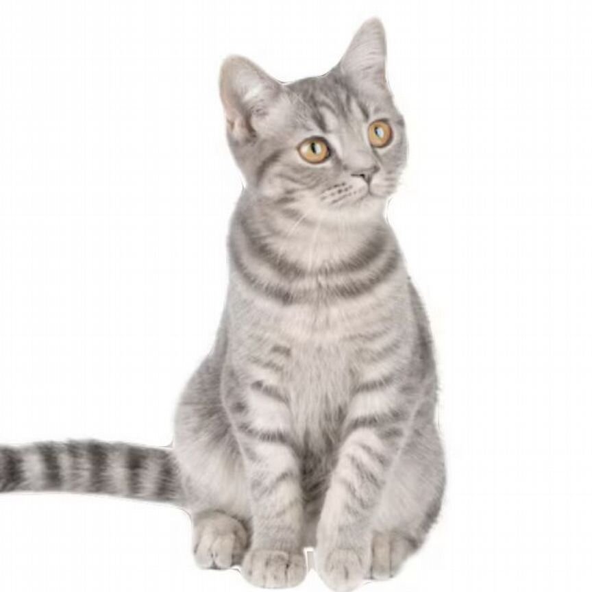 Котята шотланцы