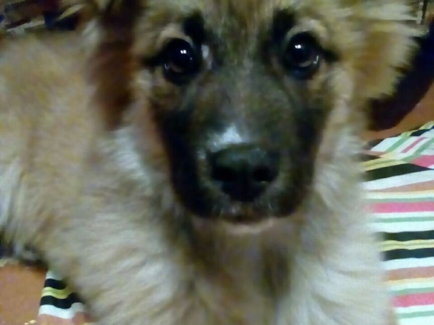 Щенок до колена