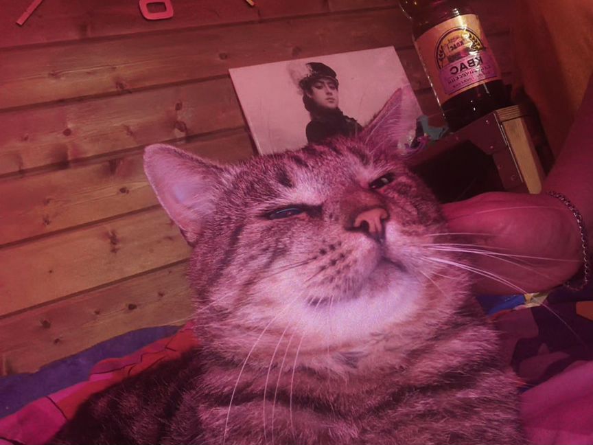 Кот Иван