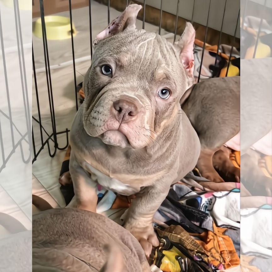 Американский булли, щенок