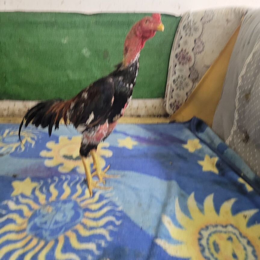 Бойцовые петухи Шамо, Тайлант, Карец, Ветнам, Турк