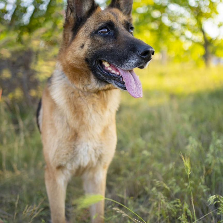 Немецкая овчарка в добрые руки