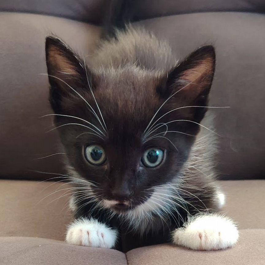 Котёнок в добрые руки