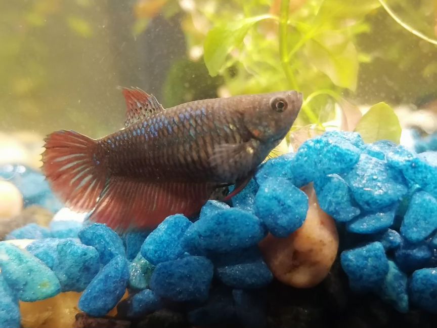 Рыбка петушок самка