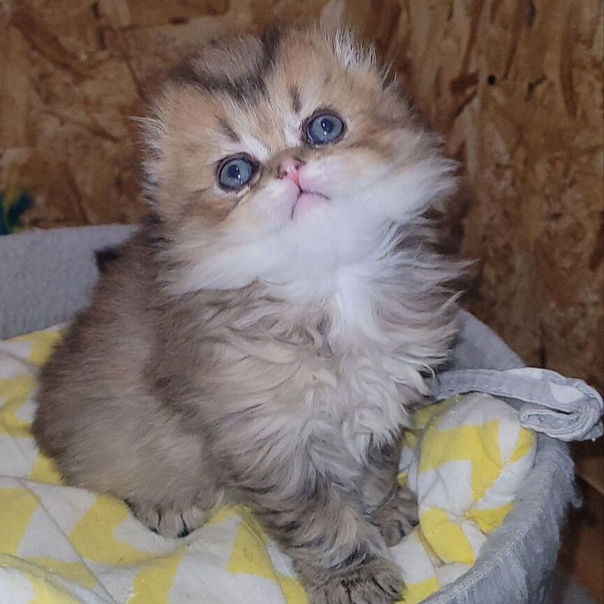 Шотландский мальчик