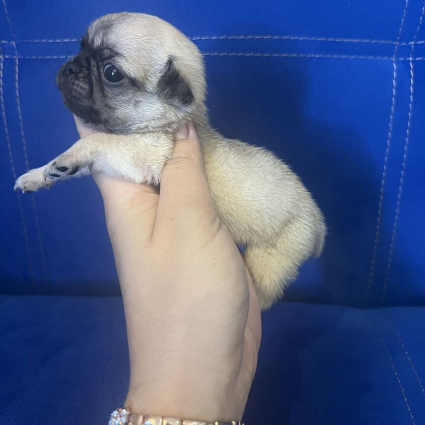 Щенки мопса