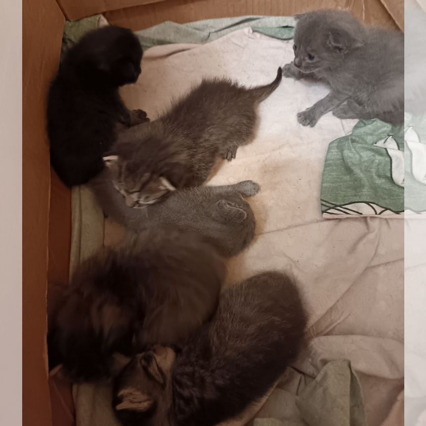 Европейский короткошёрстный котёнок