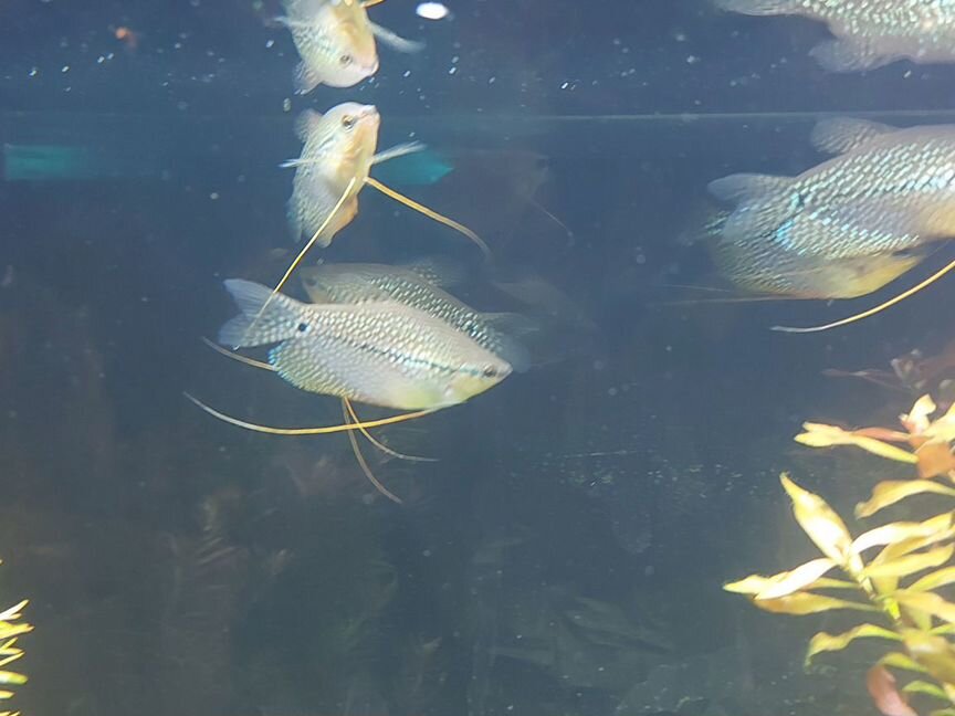 Гурами жемчужный