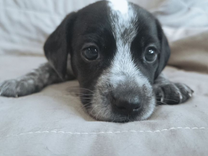 Щенок спаниеля девочка