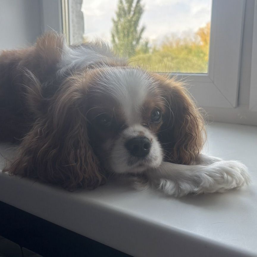 Кавалер кинг-чарльз-спаниель, взрослый пёс