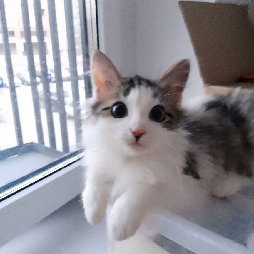 Котёнок девочка 2 мес Совушка