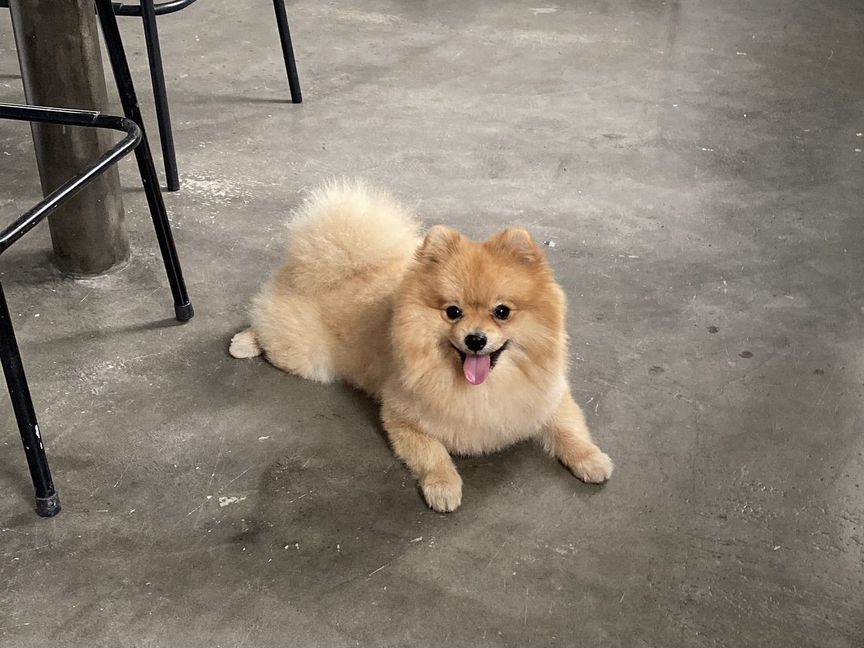 Немецкий шпиц вязка