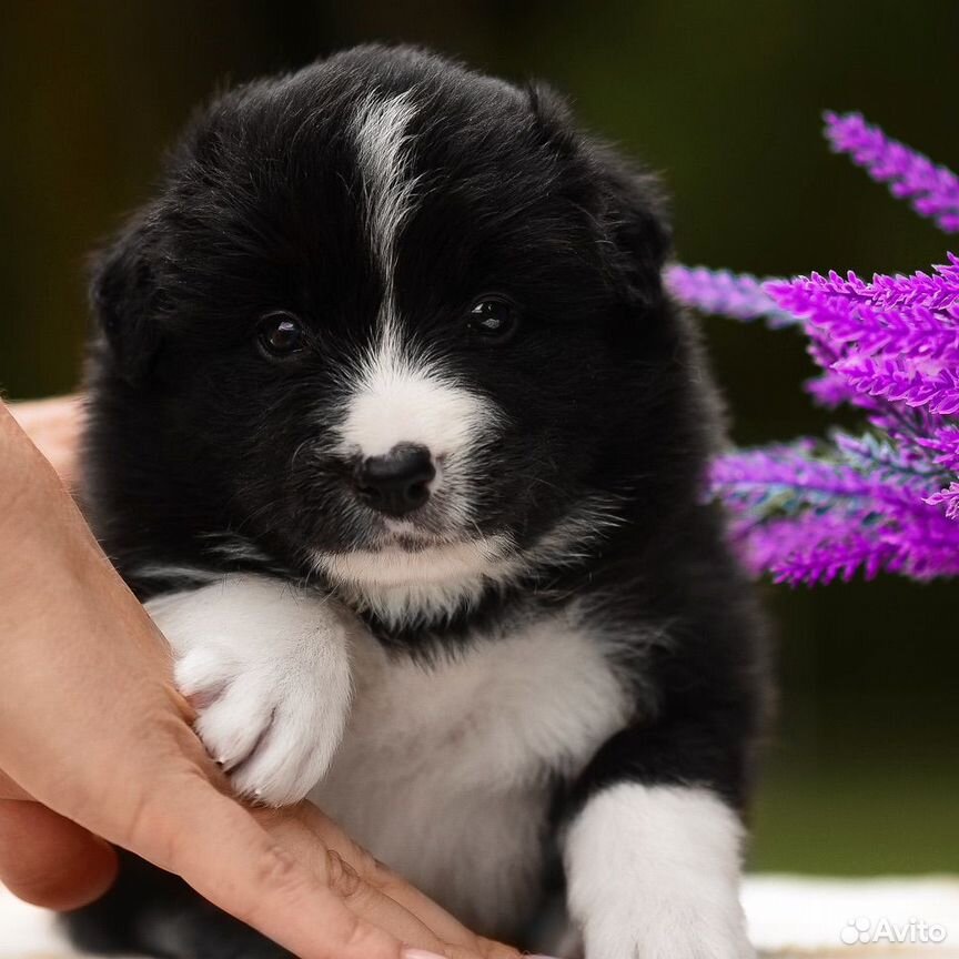 Щенки бордер колли