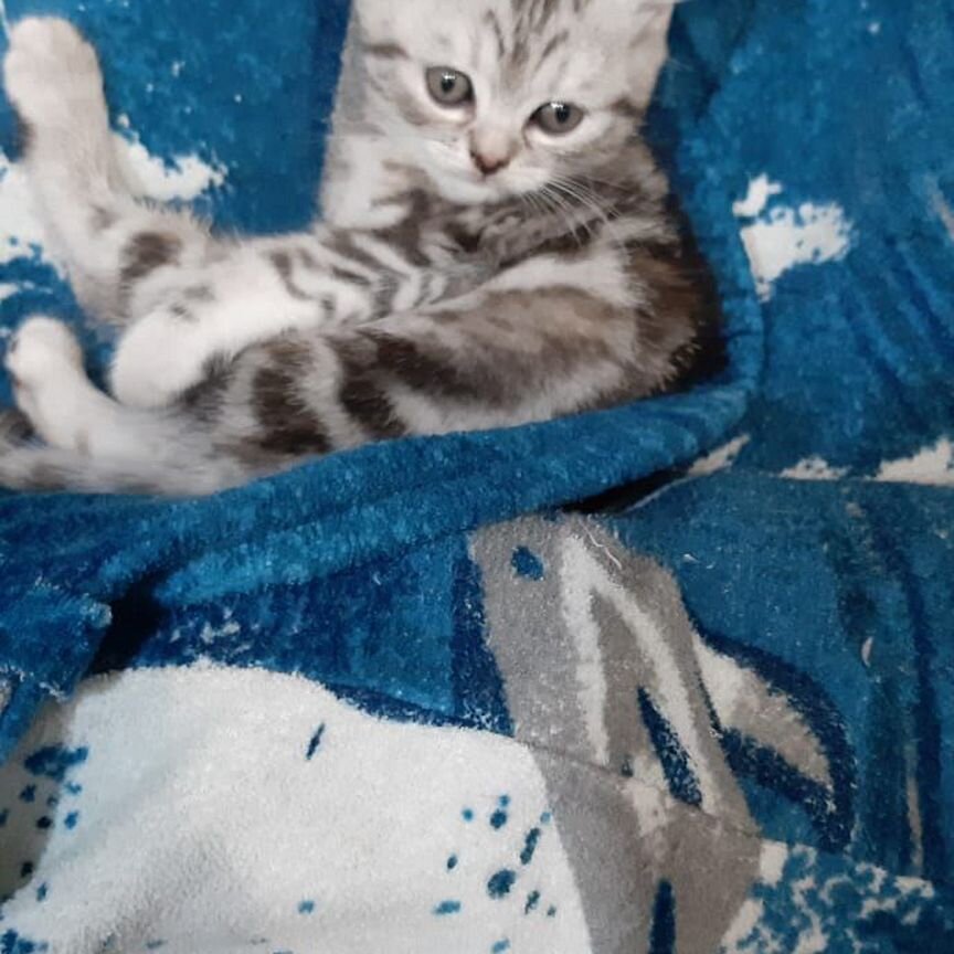 Котенок девочка