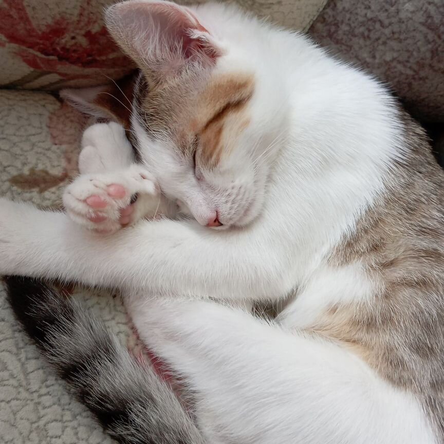 Домашний котёнок девочка