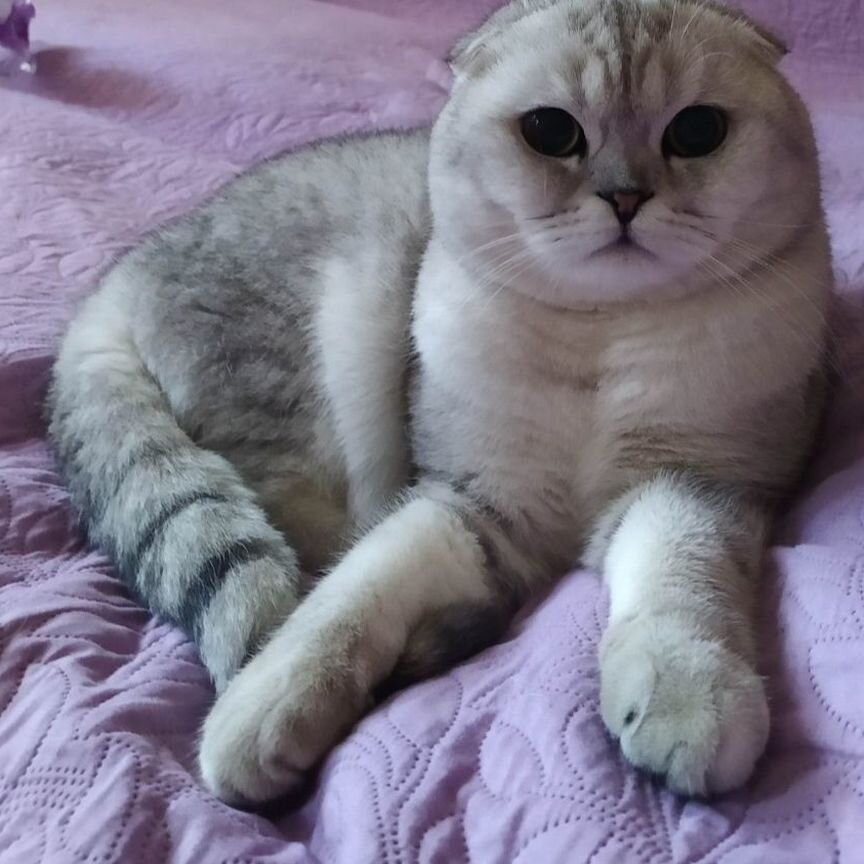 Шотландский вислоухий короткошёрстный кот, взрослый