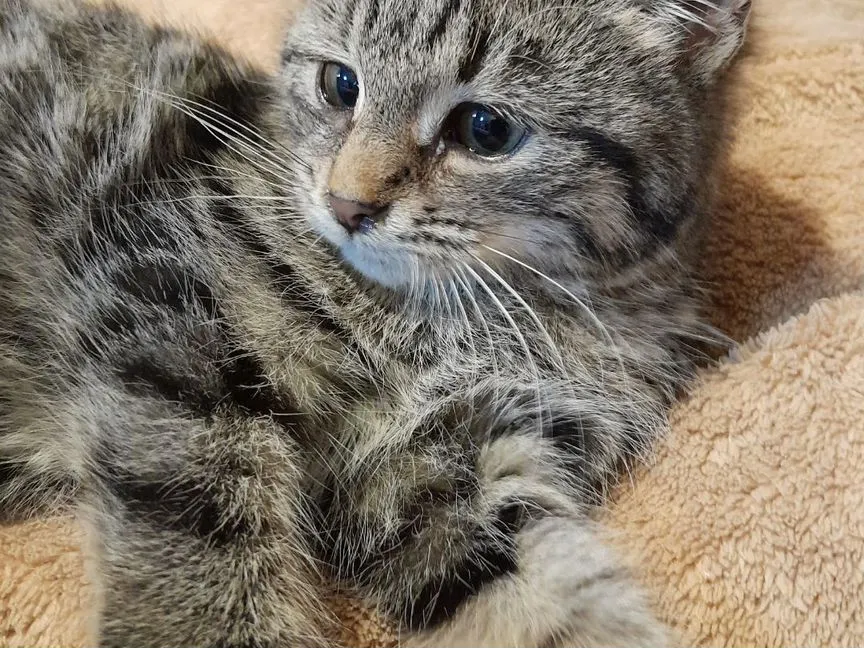 Котенок