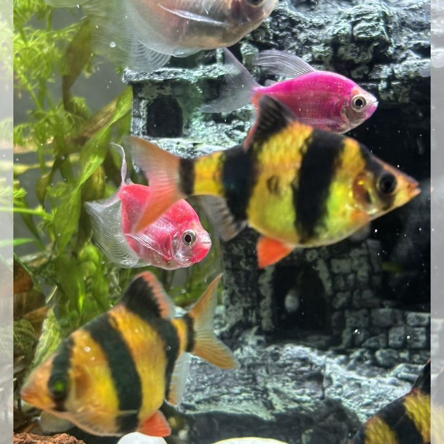 Аквариумные рыбки