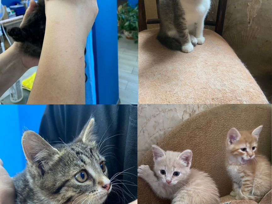 Котята в добрые руки