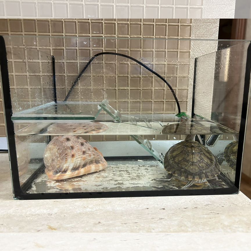 Акватеррариум для черепах