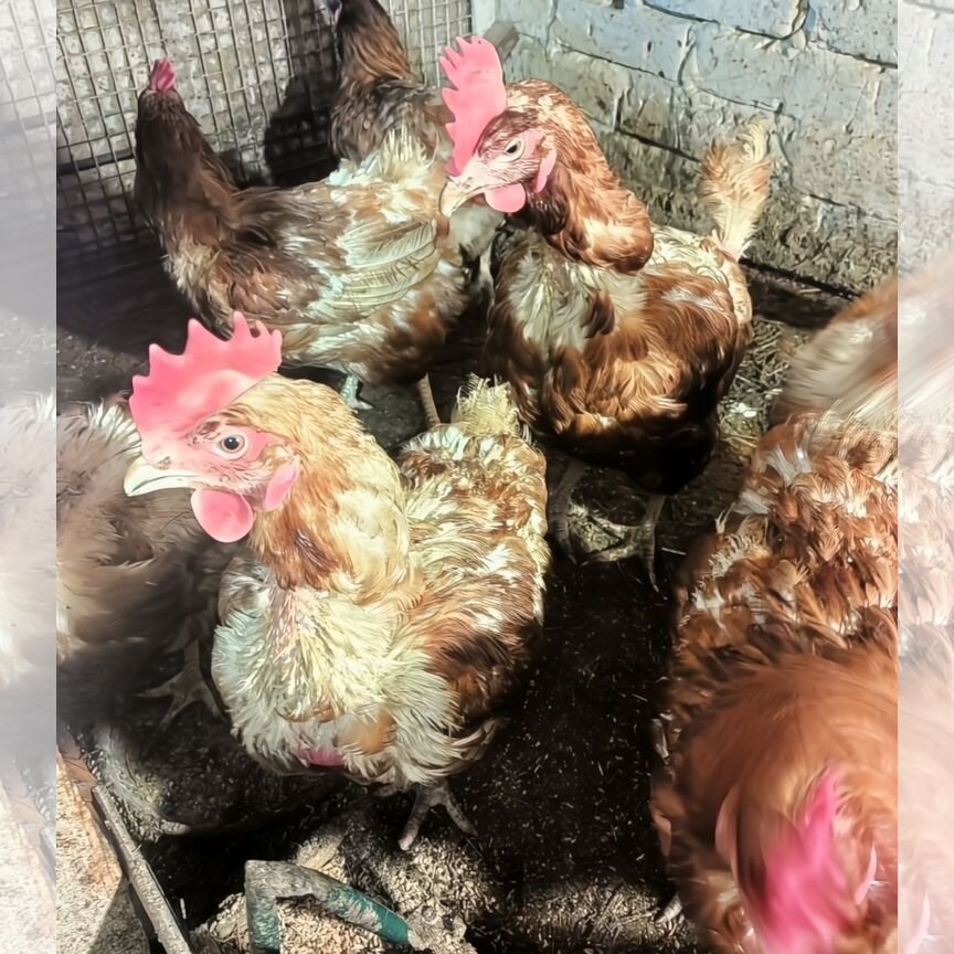 Курицы несушки