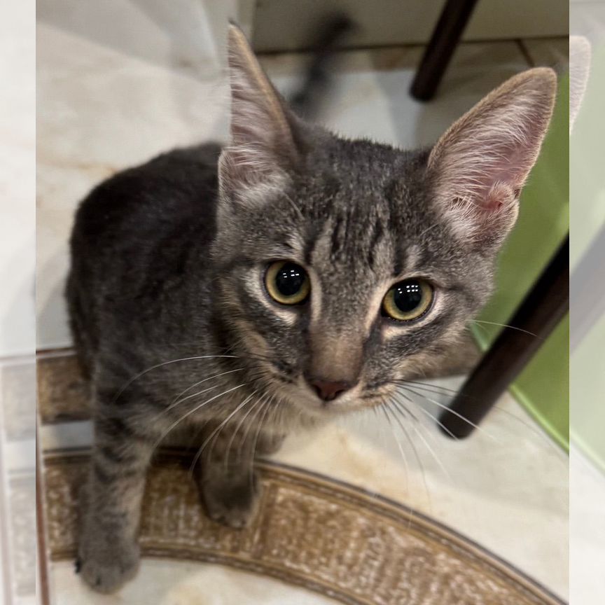 Котёнок в добрые руки