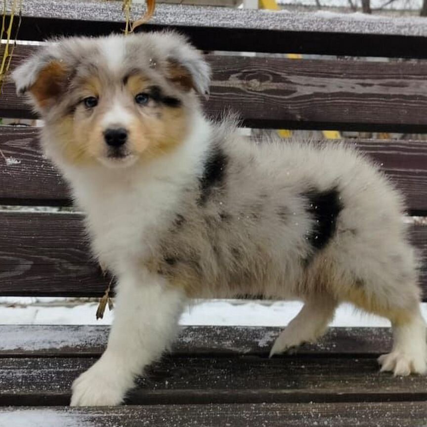 Шелти, щенок