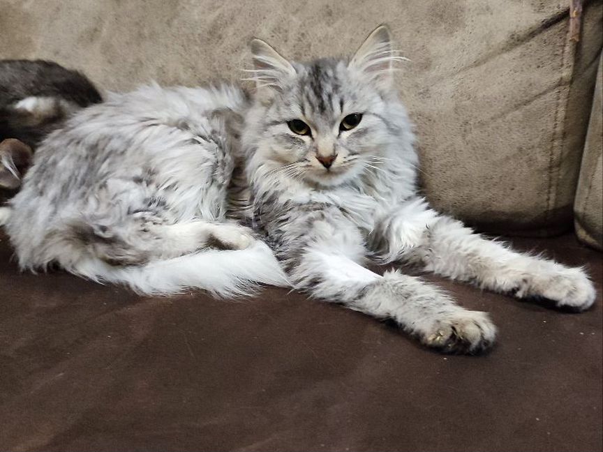 Кошка