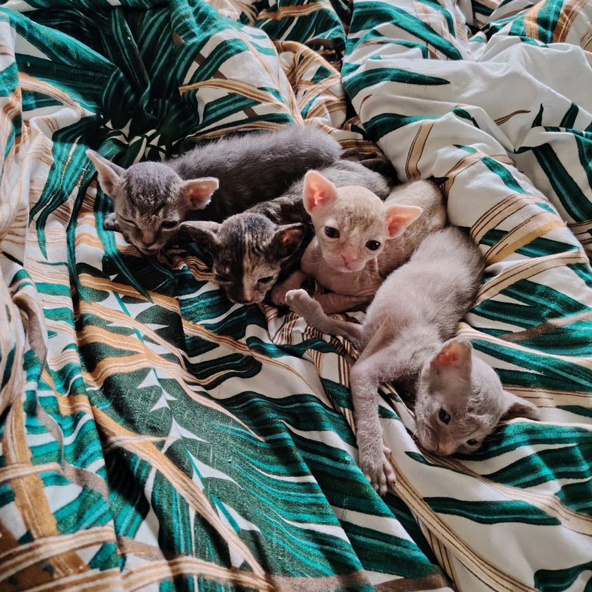 Пристрою котят