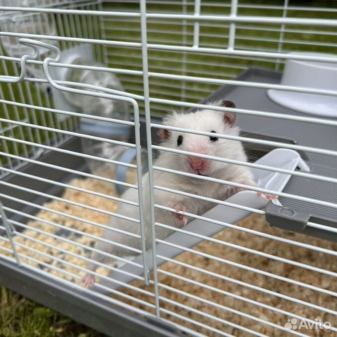 Сирийский хомяк с клеткой мальчик