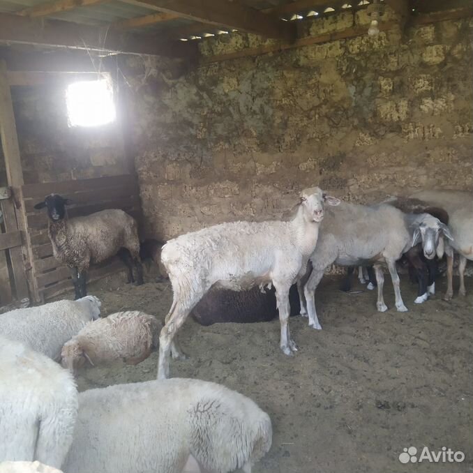 Продаю овец