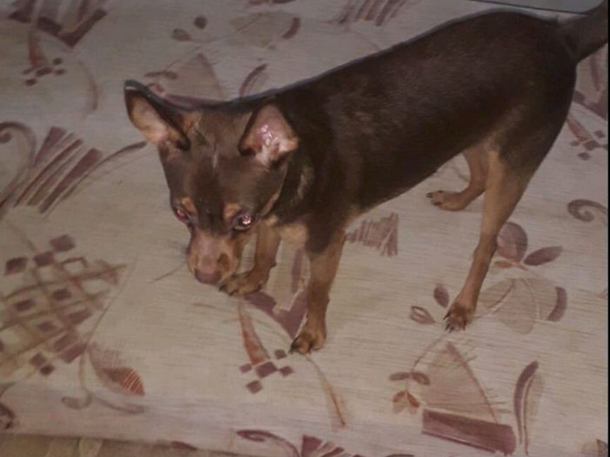 Щенок той-терьер