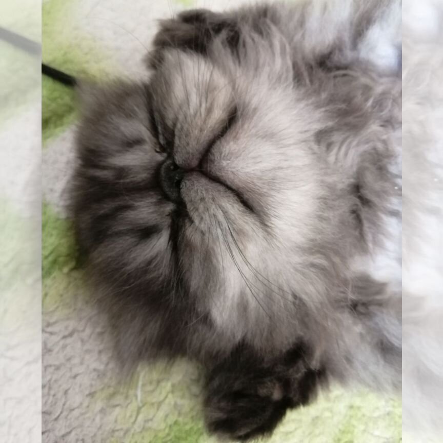 Экзотический короткошёрстный котёнок