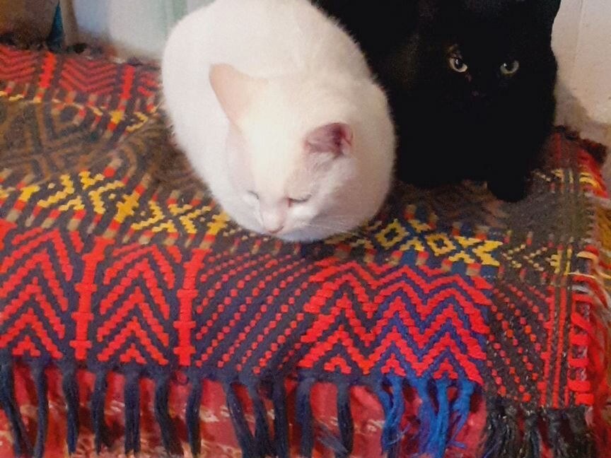 Котики