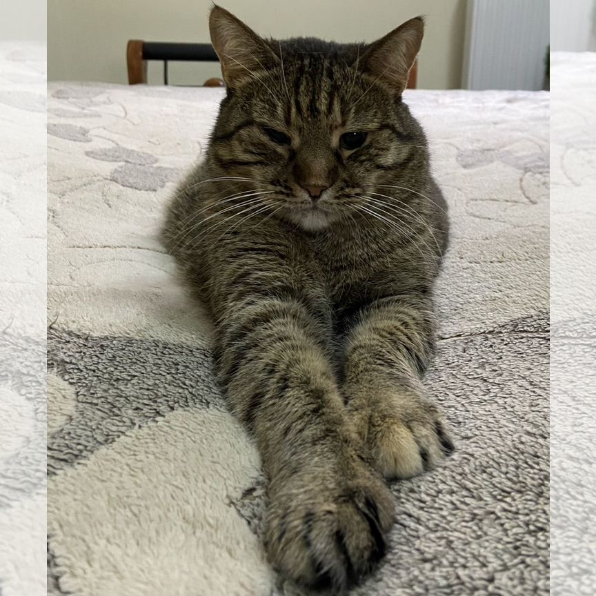 Стерилизованая кошка