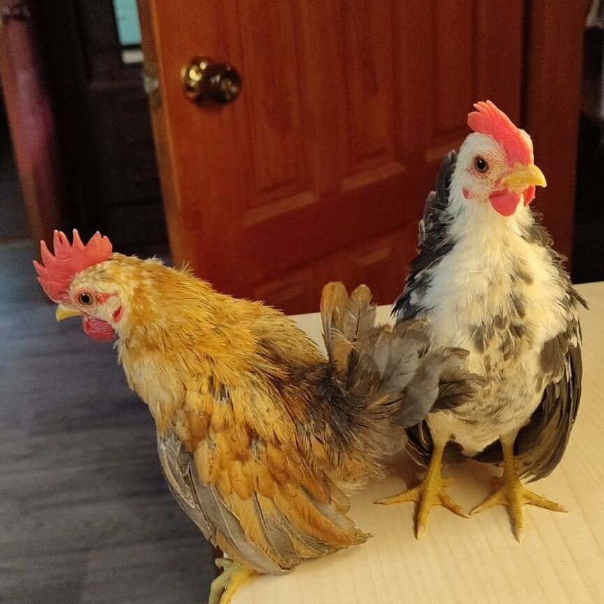 Молодые петушки Серама