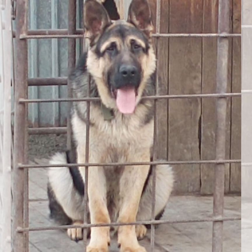 Восточно европейская овчарка