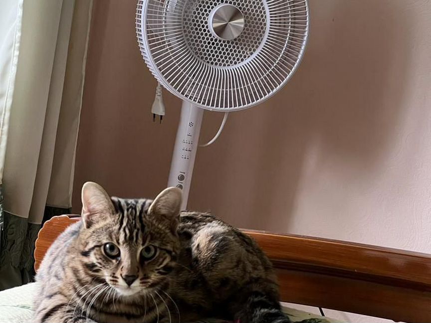 Котенок длк Ф 1 мальчик