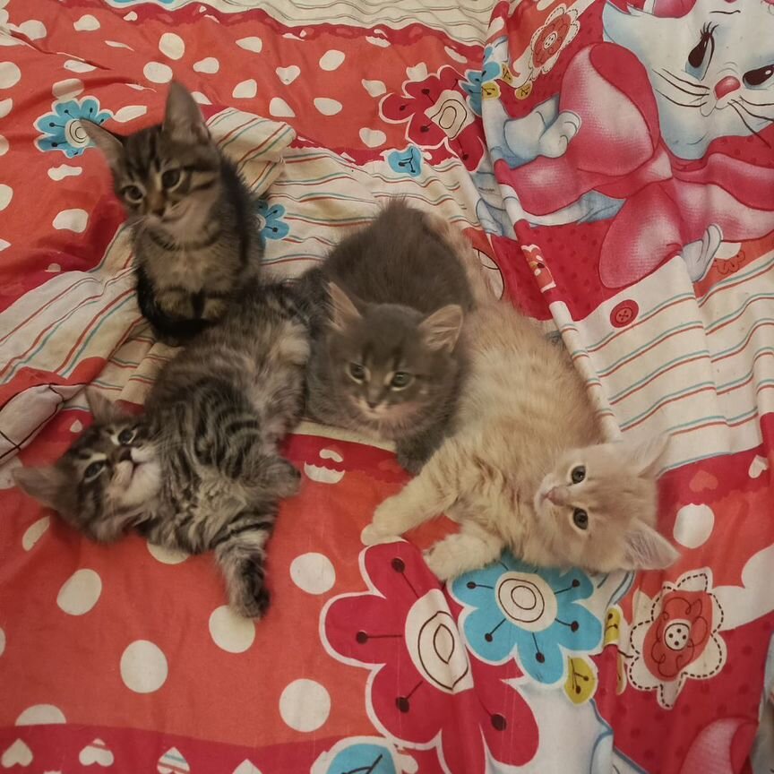 Котята в добрые руки