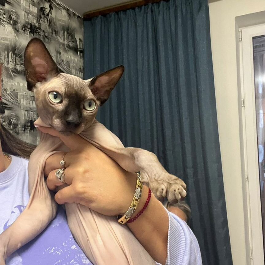 Кот на вязку