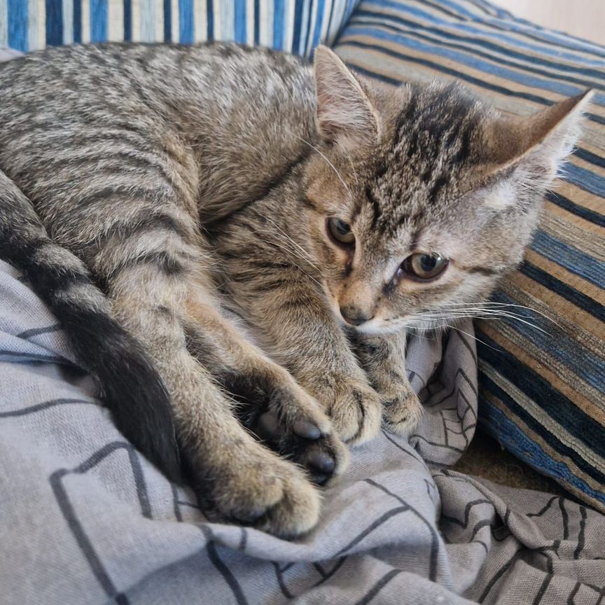 Взрослая кошка в добрые руки