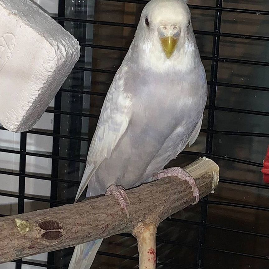 Волнистый попугай самка подросток