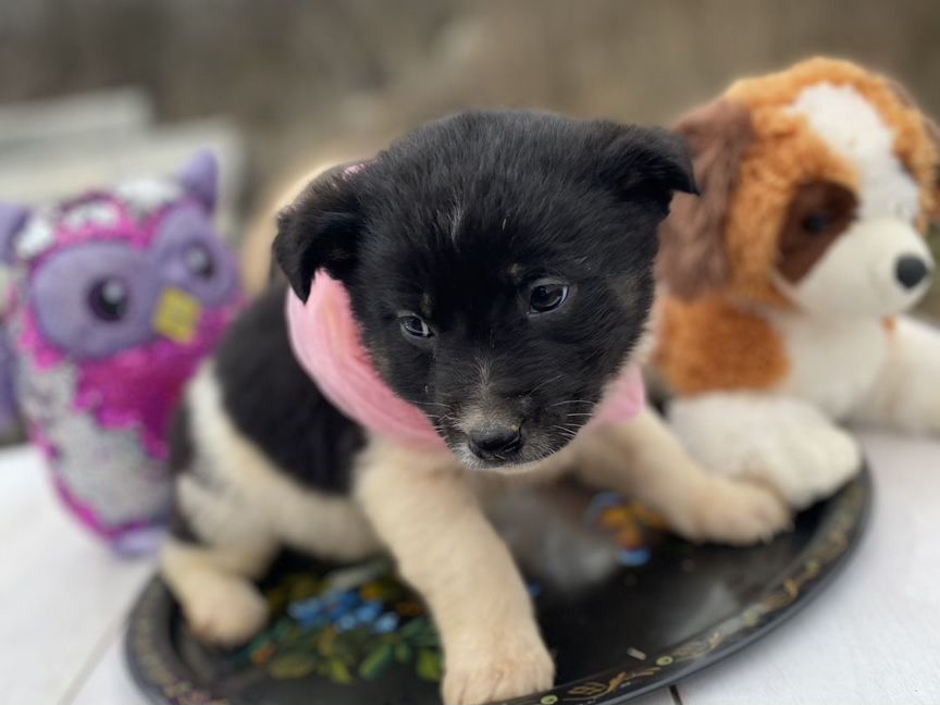 Маленькая собака Матильда