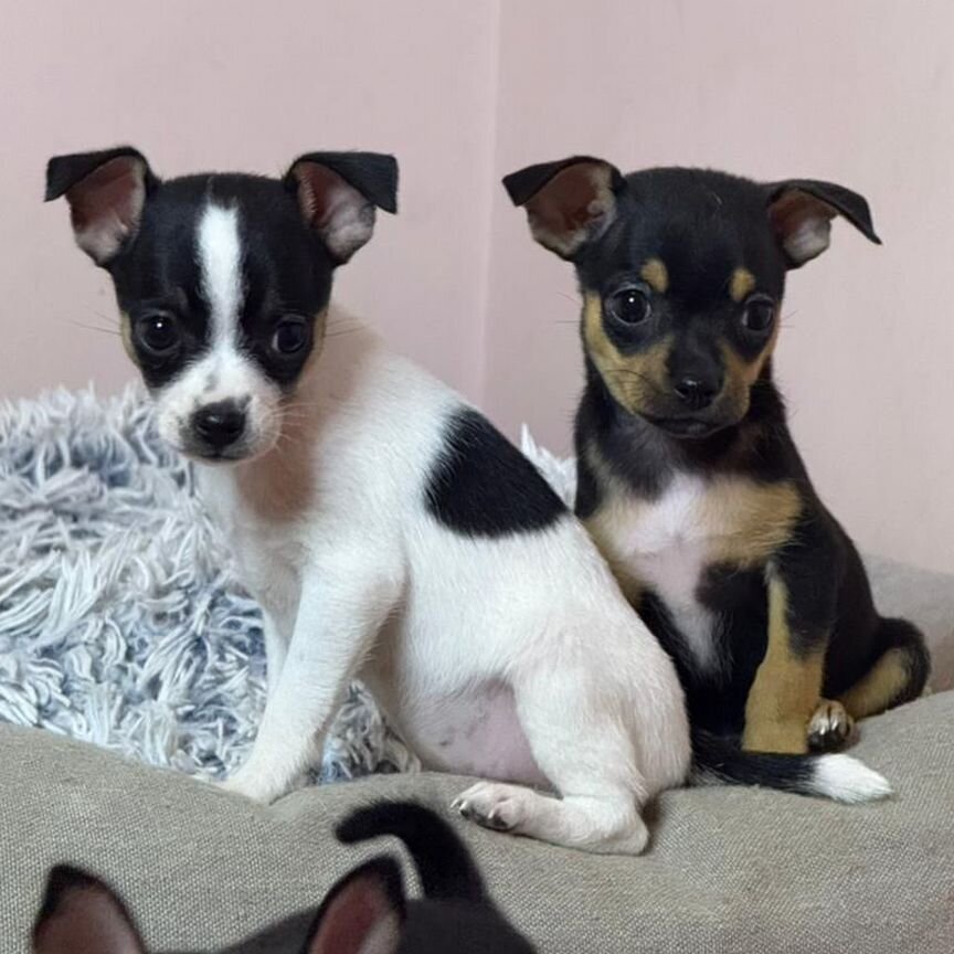 Чихуахуа, щенок