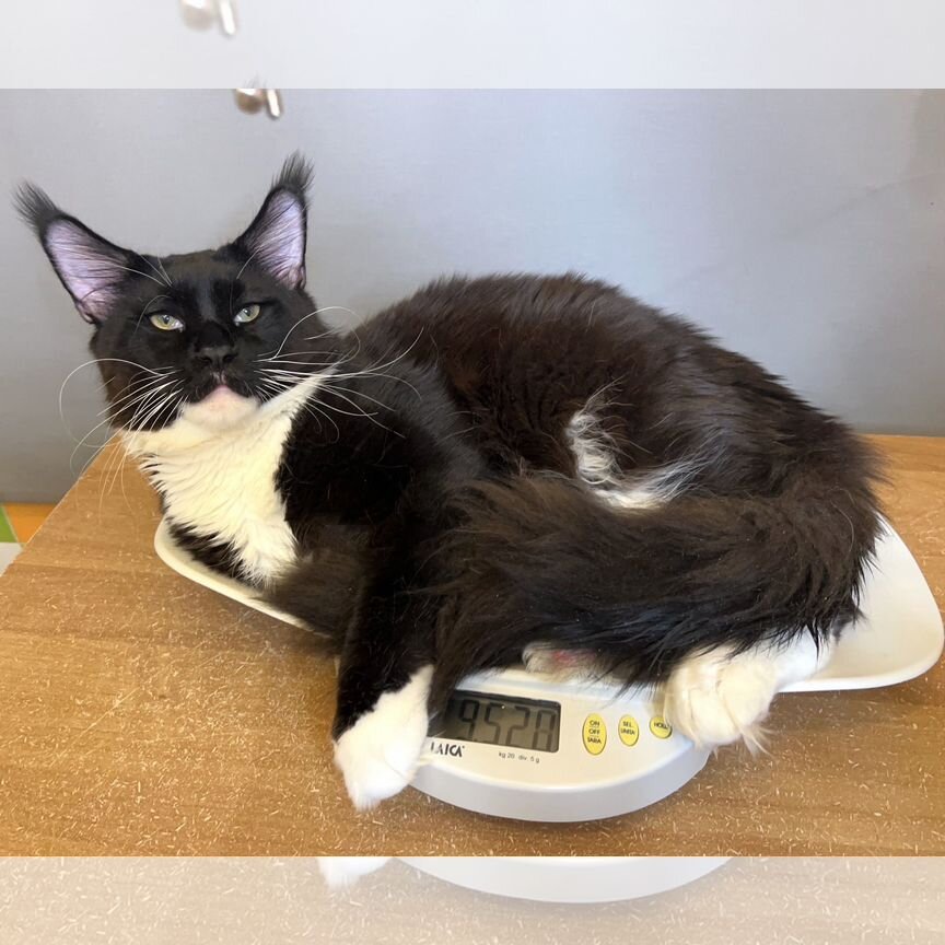 Котенок. Мальчик. 10 месяцев