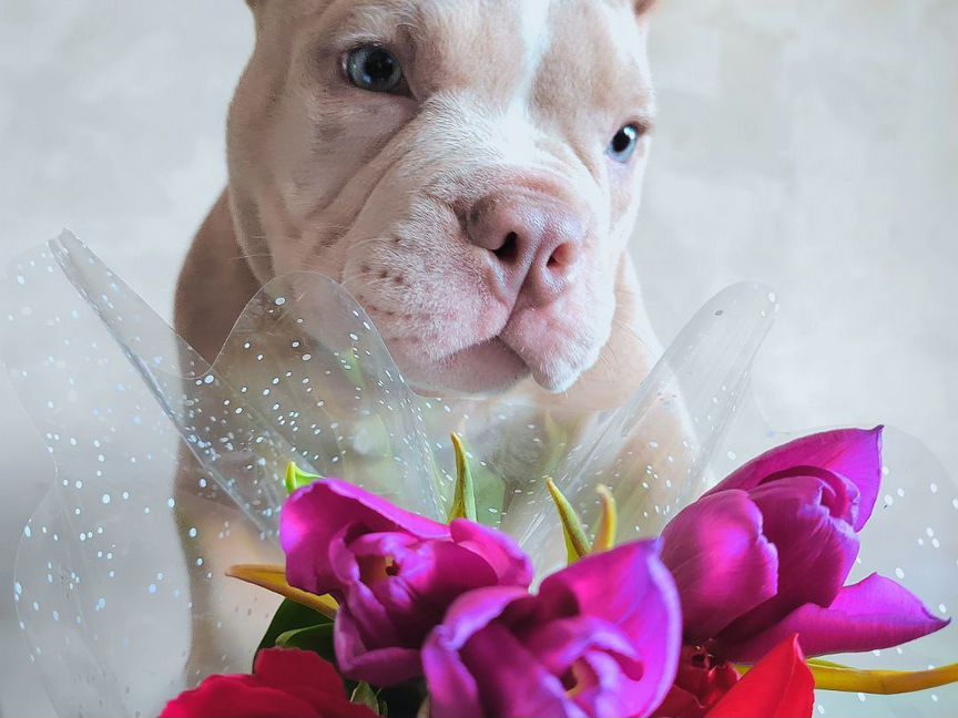 Американский булли щенок