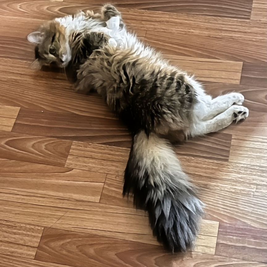 Сибирская кошка, взрослая