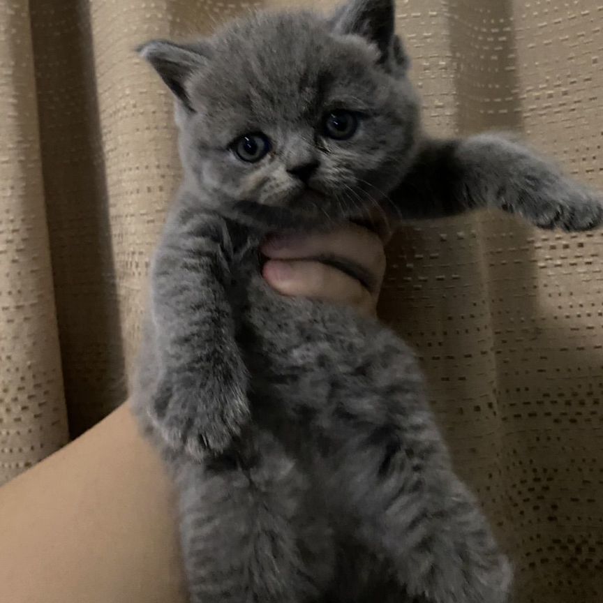 Шотландская вислоухая