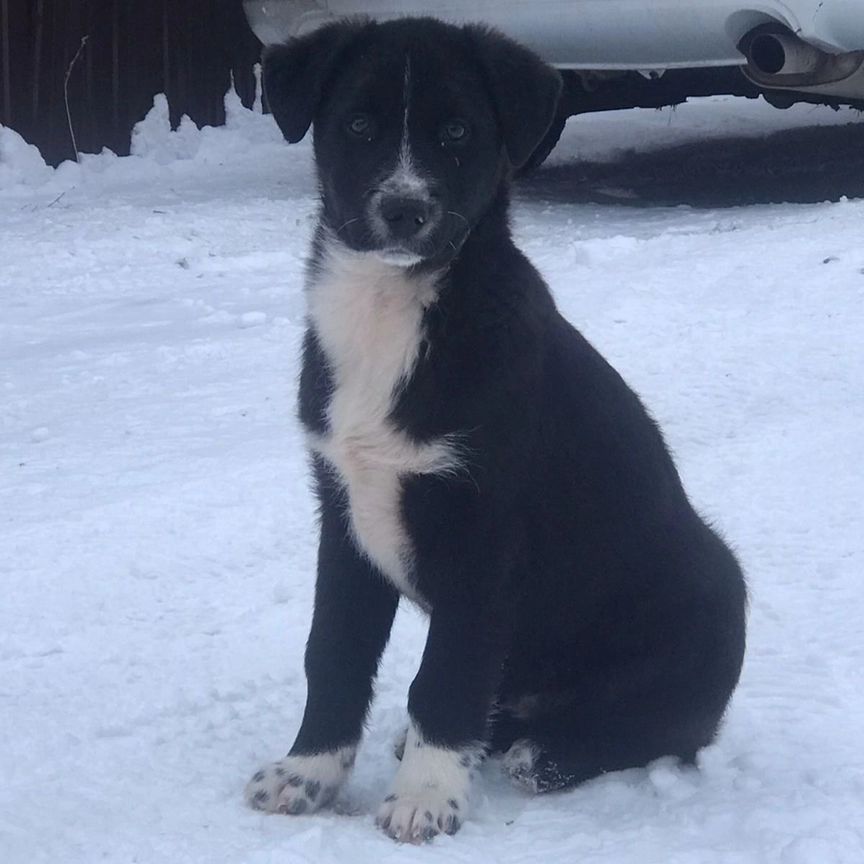 Щенок мальчик 3 месяца