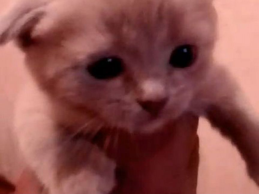 Шотландская вислоухая